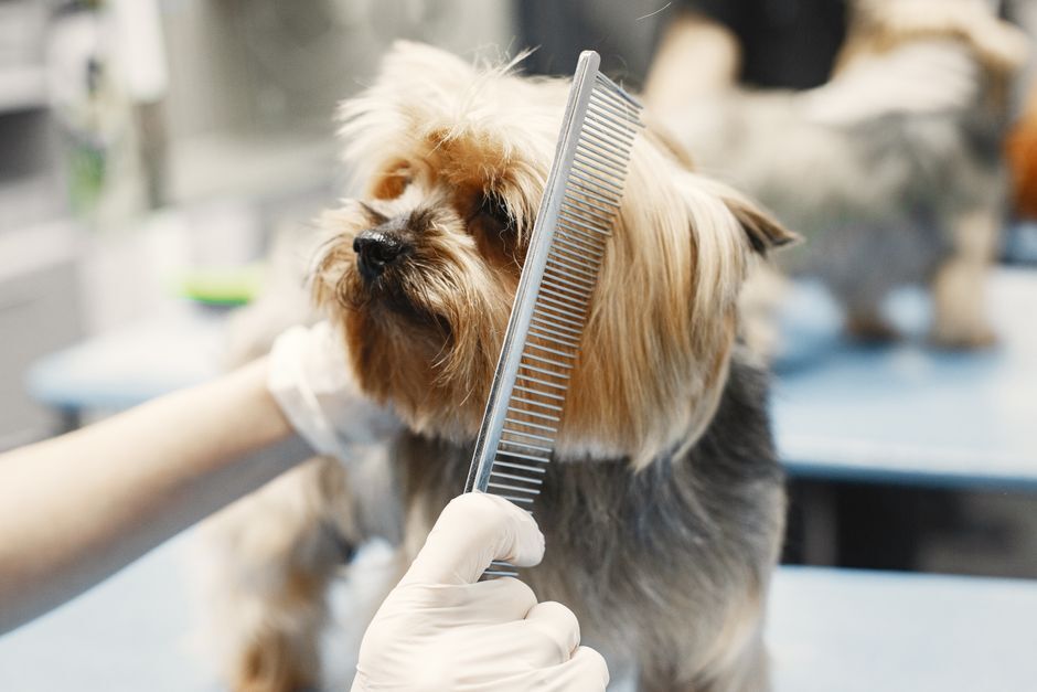 Pet Friendly Midtown: Top 10 Essential Tips
